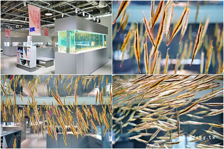 [札幌水族館] AOAO SAPPORO 狸小路水族館 開箱攻略+門票交通 @ 企鵝餵食秀,夢幻水母, 數位藍屋看虎鯨抹香鯨,雨天備案 - 樂活的大方